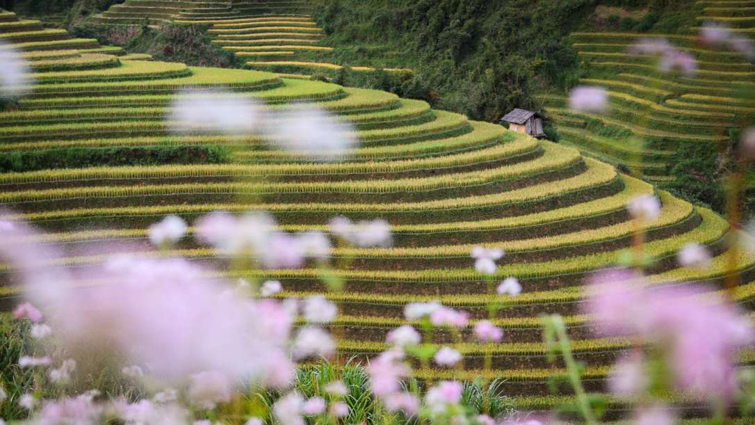 Vietnam's Best Rice Fields - 4 Viewpoints In Mu Cang Chai