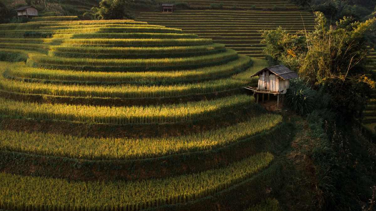 Vietnam's Best Rice Fields - 4 Viewpoints In Mu Cang Chai