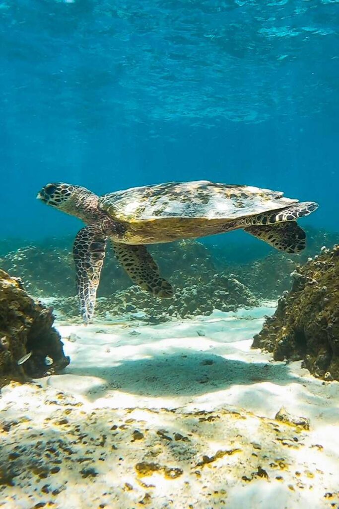 Thoddoo Island Maldives - Travel Guide & 9 Best Things