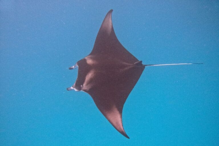 Mathiveri Island Maldives - Full Guide & 10 Best Things