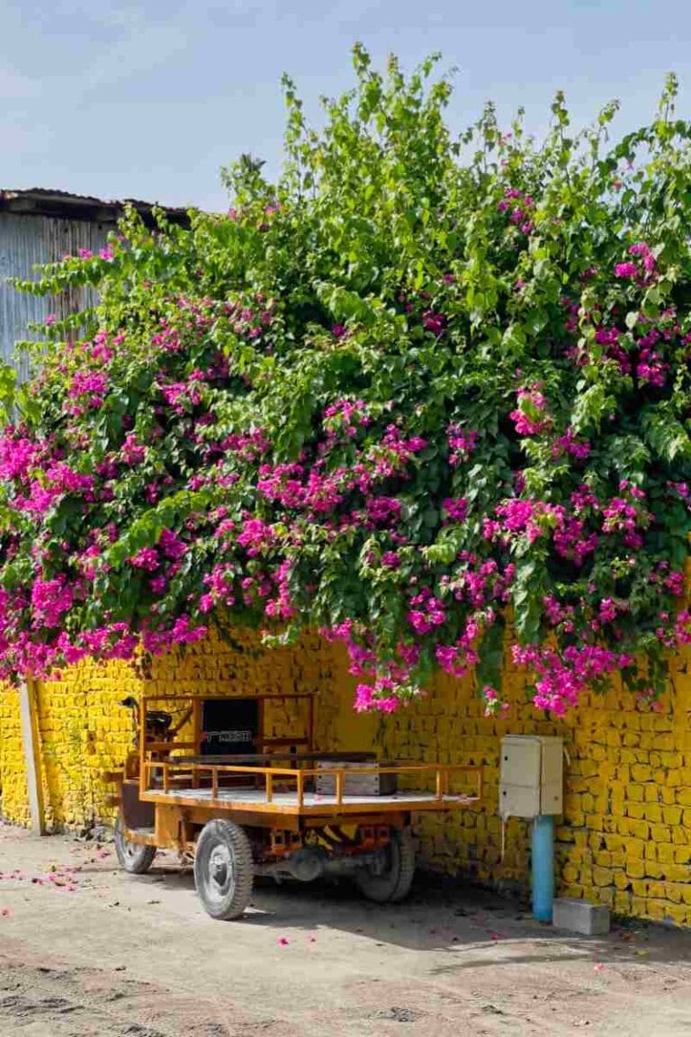 Omadhoo Island Maldives Guide 2026 – 8 Best Things To Do