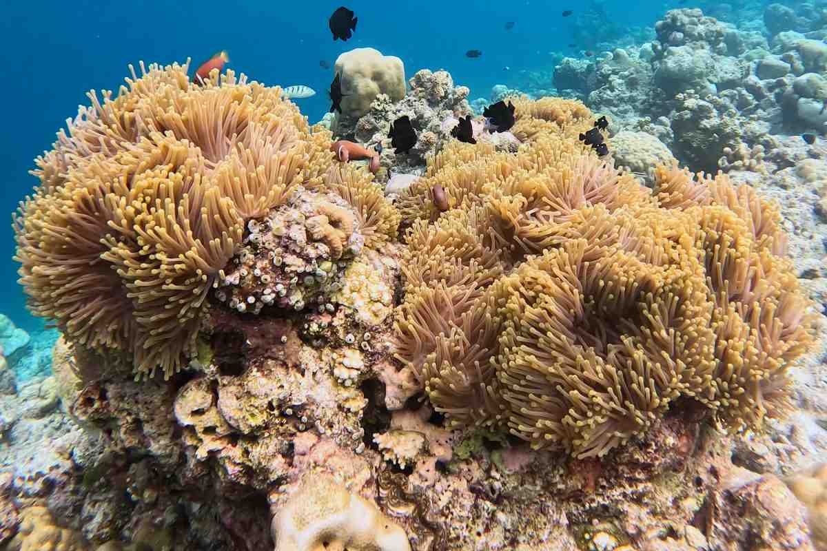 Omadhoo Island Maldives Guide 2026 – 8 Best Things To Do
