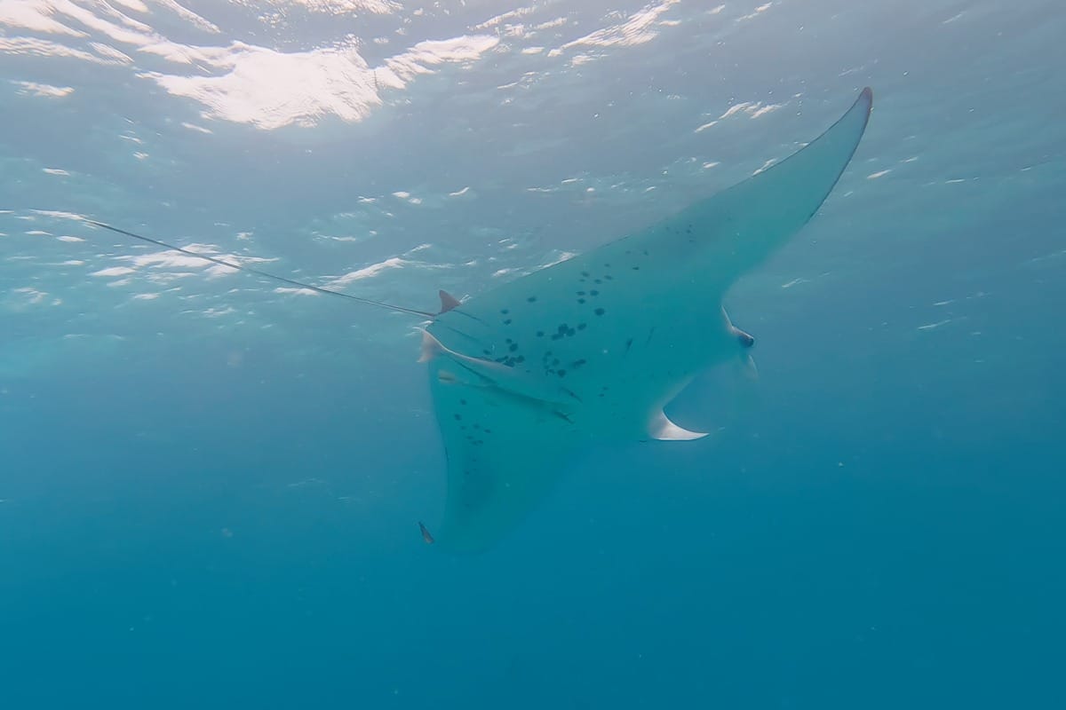 Mathiveri Island Maldives - Full Guide & 10 Best Things