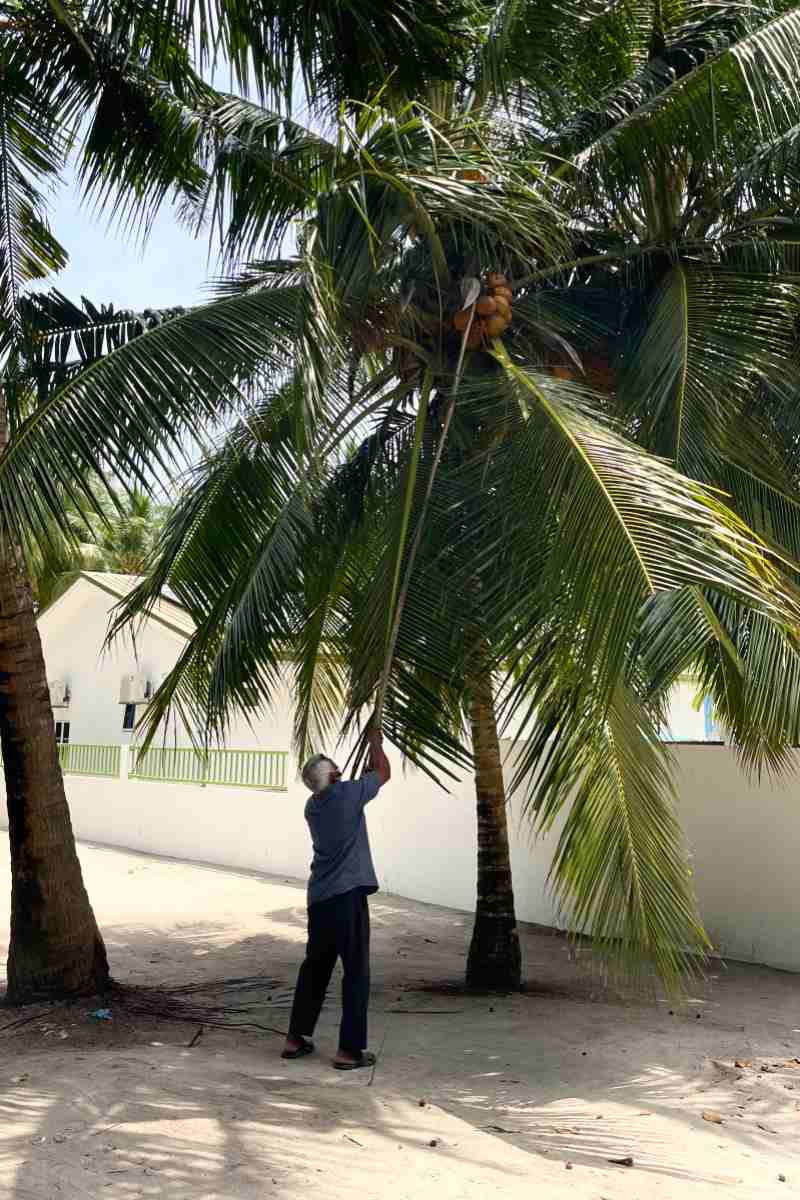 Mathiveri Island Maldives - Full Guide & 10 Best Things