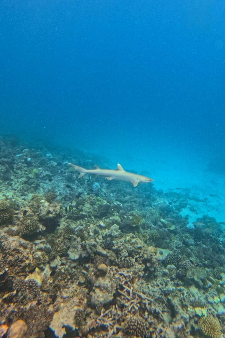 Feridhoo Island Travel Guide 2026: A Maldivian Hidden Gem