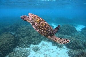 Thoddoo Island Maldives - Travel Guide & 8 Best Things